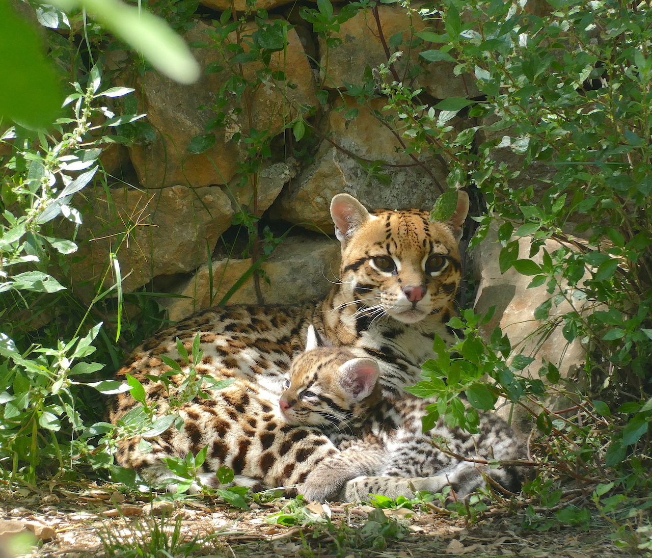 Naissance d'un ocelot - ZOA