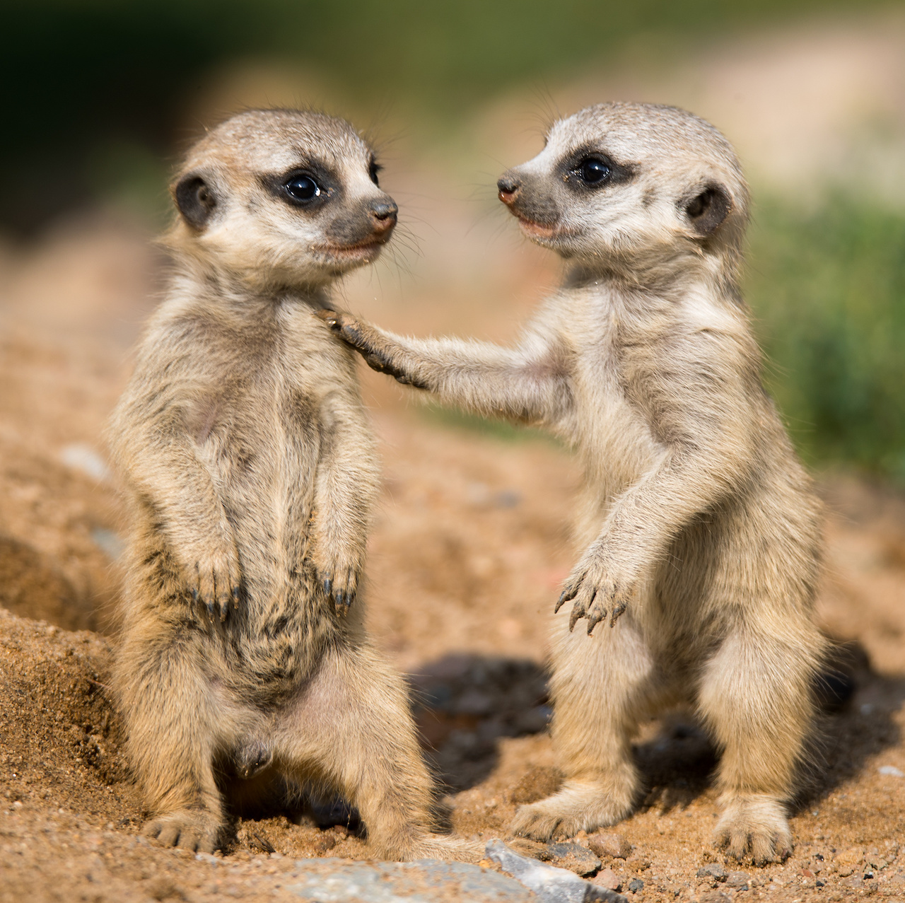 Suricate - ZOA