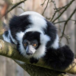 Vari noir et blanc - ZOA