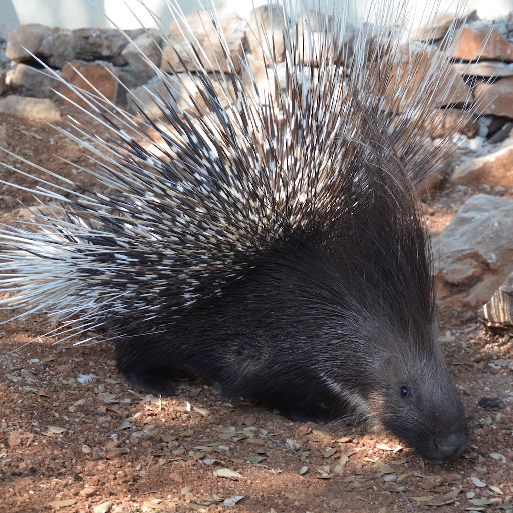 Porc-épic indien - ZOA