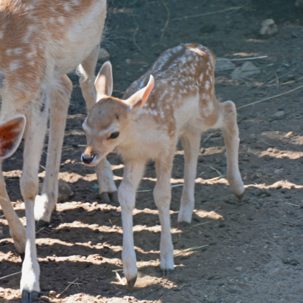 Naissance chez les daims - ZOA