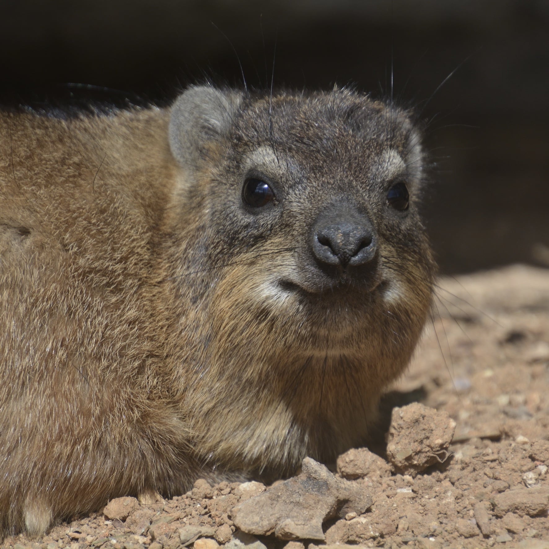 Daman des rochers - ZOA